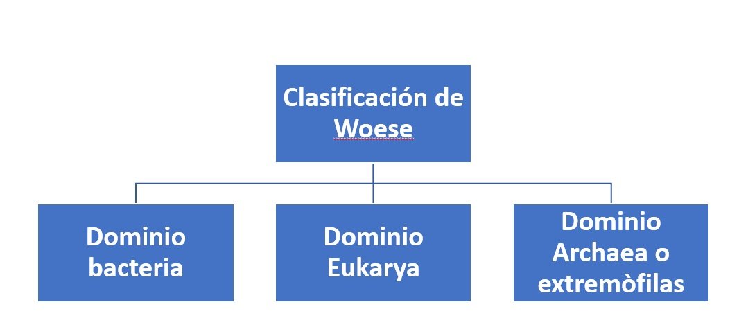 Clasificación de Woese - ¿Cómo se clasifican?