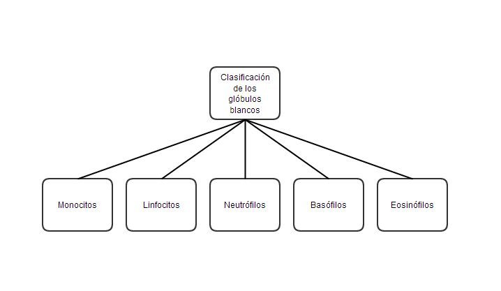 Clasificación de los globulos blancos - ¿Cómo se clasifican?