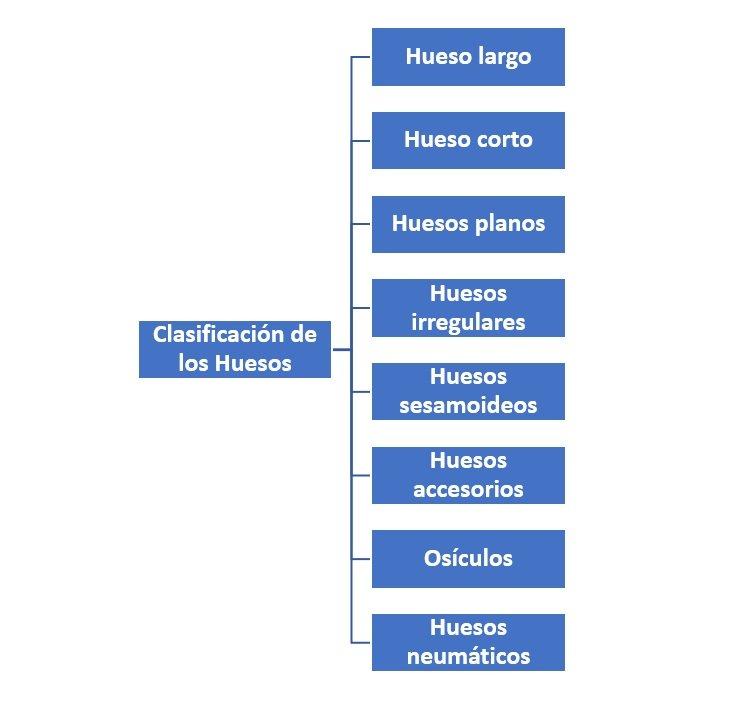 Clasificación de los Huesos - ¿Cómo se clasifican? Clasificación de los Huesos - ¿Cómo se clasifican?
