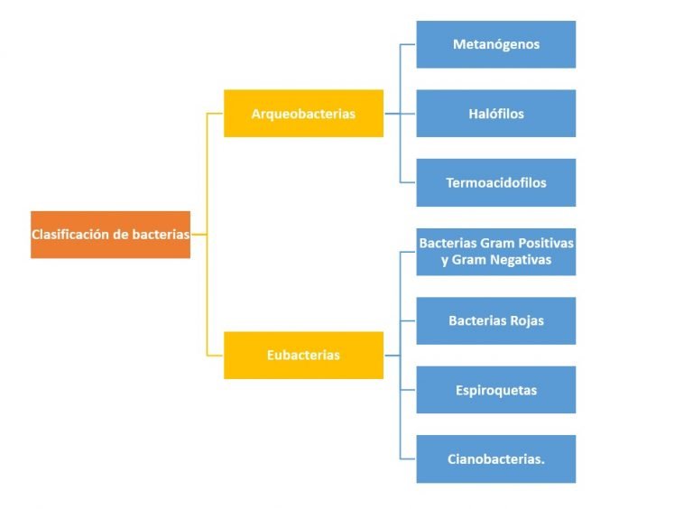 Clasificación de Bacterias - ¿Cómo se clasifican?