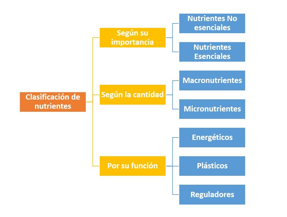 Clasificación de Nutrientes - ¿Cómo se clasifican?