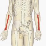 Clasificación de Frykman - ¿Cómo se clasifican?