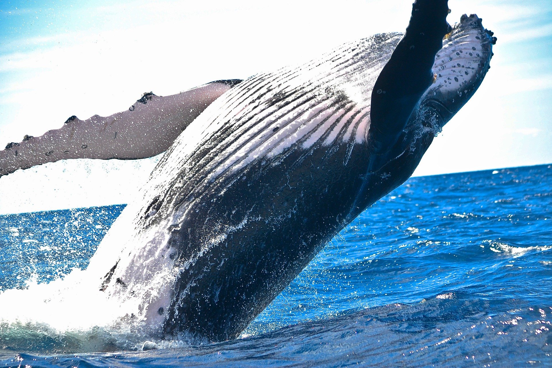 Tipos de ballenas - ¿Cómo se clasifican? Tipos de ballenas - ¿Cómo se clasifican?