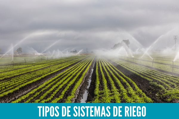 5 Tipos de Sistemas de Riego: Conceptos y Ventajas y Desventajas - ¿Cómo se clasifican?