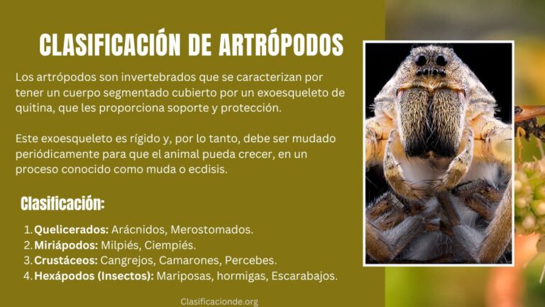 Clasificación de Artrópodos - ¿Cómo se clasifican?