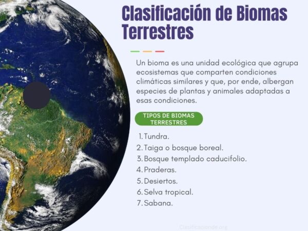 Clasificación de Biomas Terrestres - ¿Cómo se clasifican?