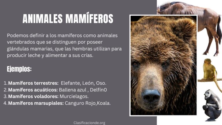Ejemplos de Animales Mamíferos - ¿Cómo se clasifican?