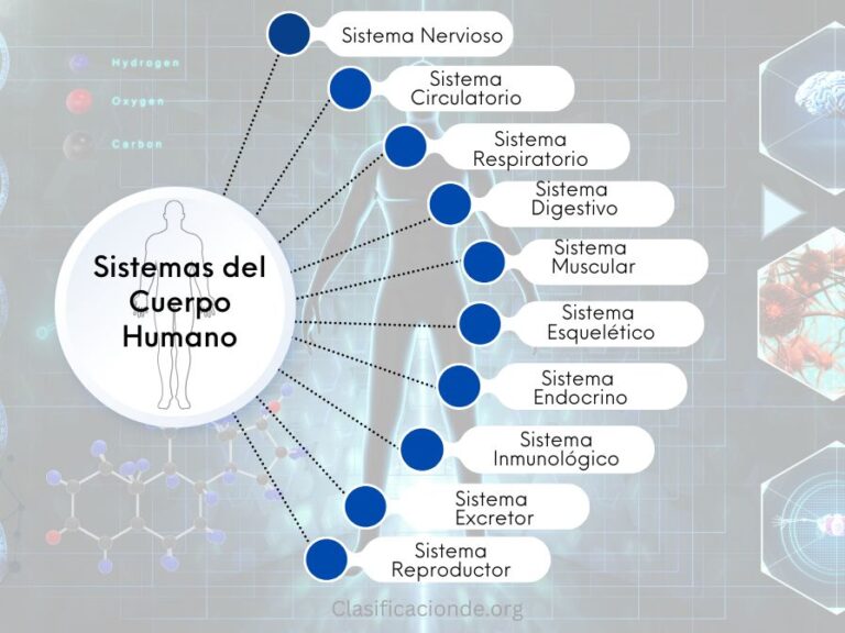 Tipos de Sistemas del Cuerpo Humano - ¿Cómo se clasifican?