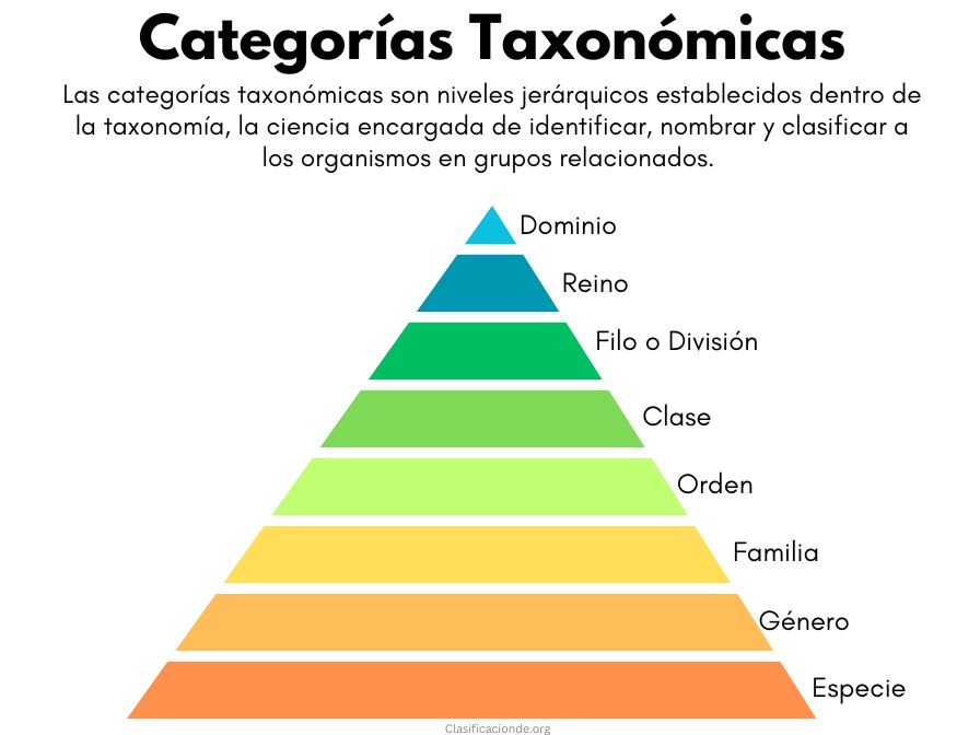 Categorías Taxonómicas: La Estructura de la Diversidad Biológica - ¿Cómo se clasifican?