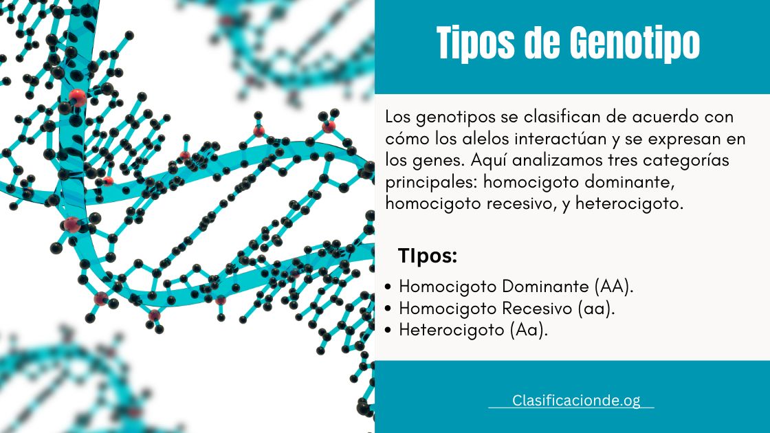 Tipos de Genotipo - ¿Cómo se clasifican?