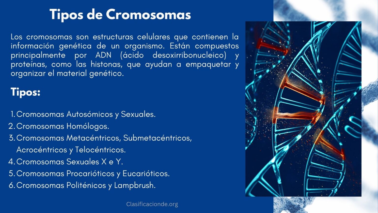 Tipos de Cromosomas: Estructura y Clasificación - ¿Cómo se clasifican?