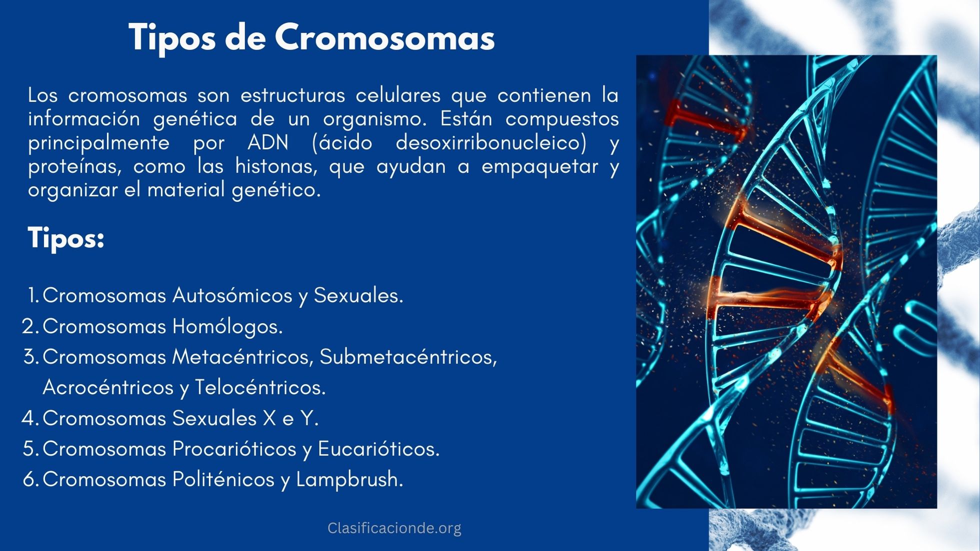 Tipos de Cromosomas: Estructura y Clasificación - ¿Cómo se clasifican?