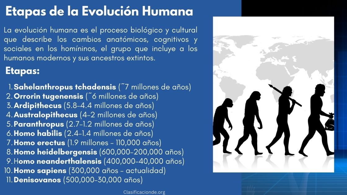 Etapas De La Evolución Humana