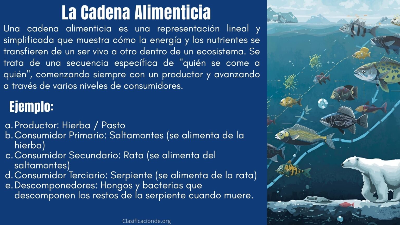 Ejemplos de Cadena Alimenticia - ¿Cómo se clasifican?