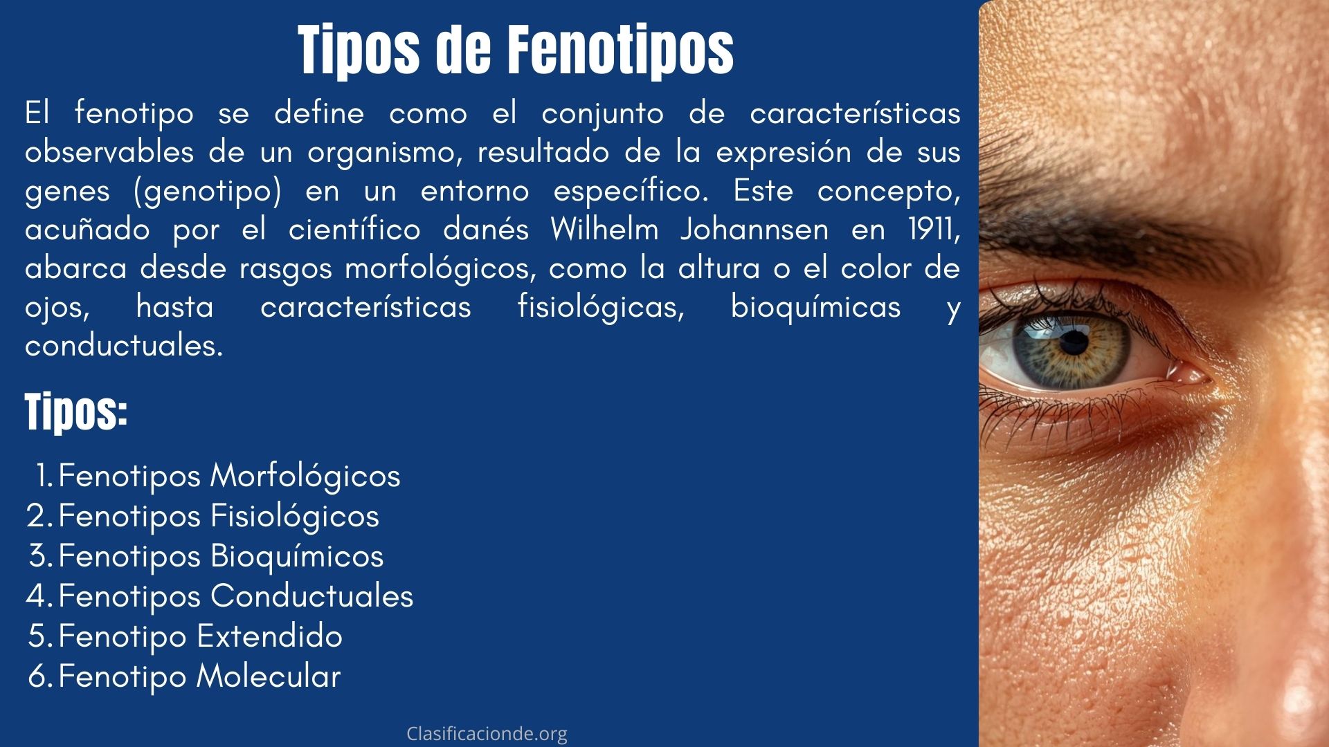 Tipos de Fenotipos - ¿Cómo se clasifican?