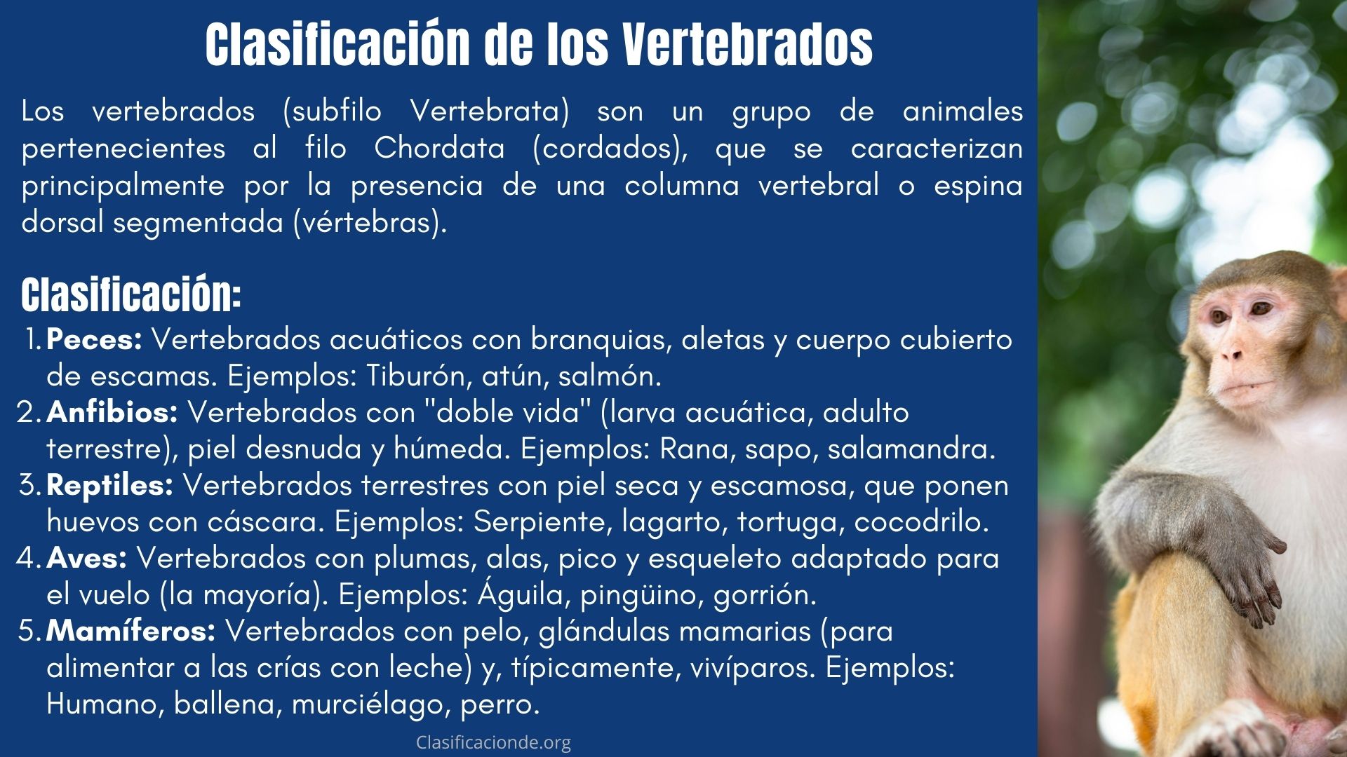 Clasificación de los Vertebrados - ¿Cómo se clasifican?