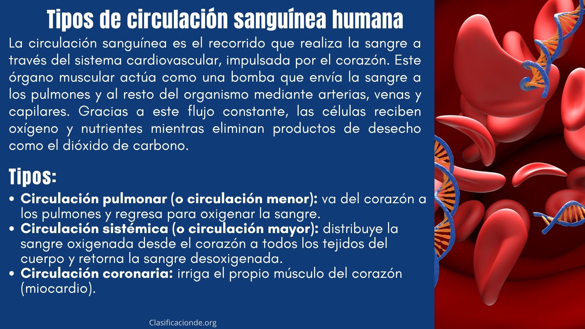 Tipos de circulación sanguínea humana - ¿Cómo se clasifican?